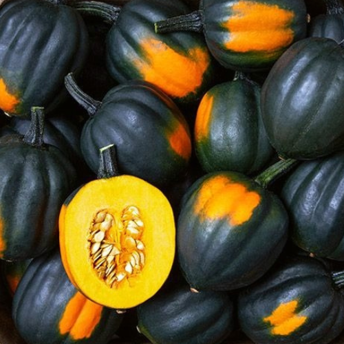 Table Queen Acorn - Winter Squash Seeds | Ecoseedbank Canada Table Queen Acorn - Winter Squash Seeds | Ecoseedbank Canada