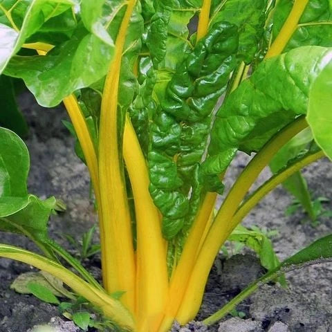 Canary - Swiss Chard Seeds | Ecoseedbank Canada