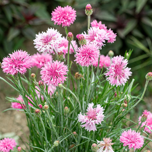 Tall Pink - Bachelor's Button Seeds | Ecoseedbank Canada