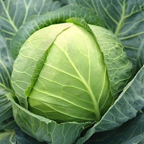 All Seasons - Cabbage Seeds | Ecoseedbank Canada