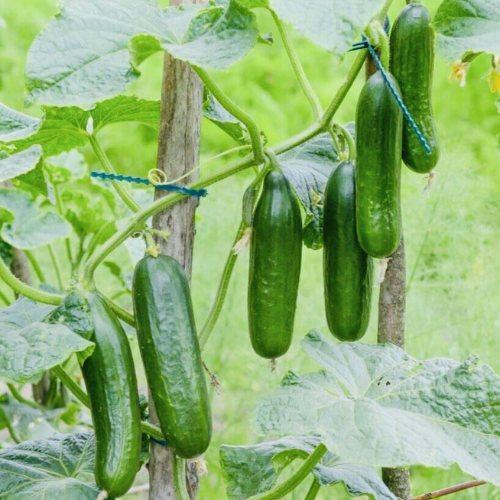 Tendergreen Burpless - Cucumber Seeds | Ecoseedbank Canada