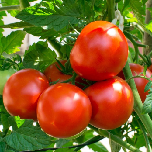 Homestead - Tomato Seeds | Ecoseedbank Canada