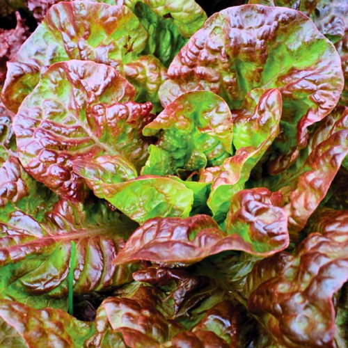 Prizehead - Lettuce Seeds | Ecoseedbank Canada