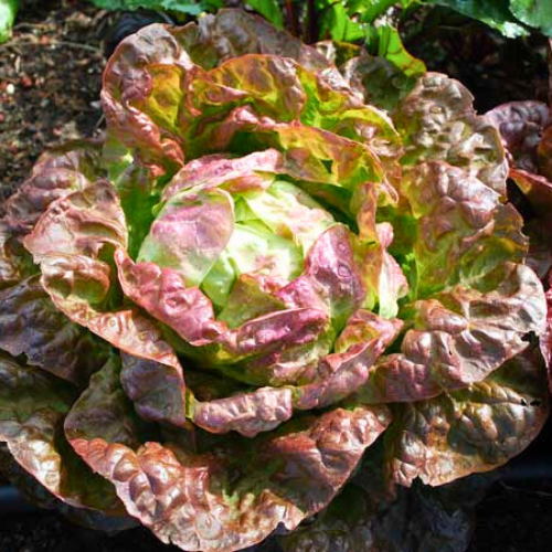 Boston Burgundy - Lettuce Seeds | Ecoseedbank Canada