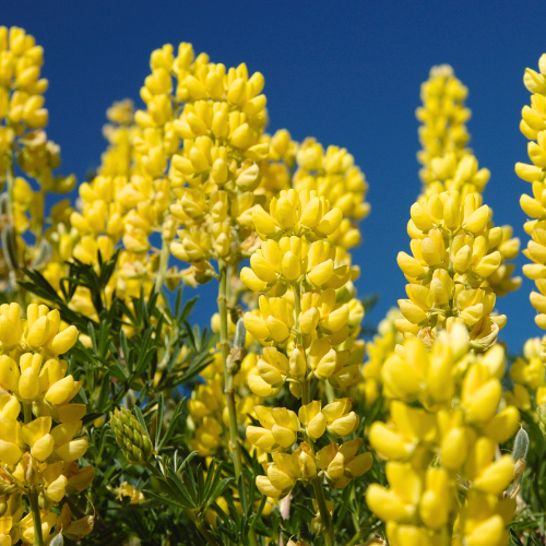 Golden - Lupine Seeds - Ecoseedbank Canada
