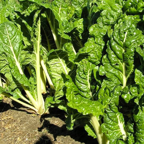 Perpetual Spinach - Swiss Chard Seeds | Ecoseedbank Canada