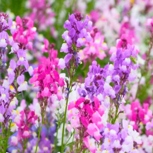 Northern Lights - Spurred Snapdragon Seeds | Ecoseedbank Canada