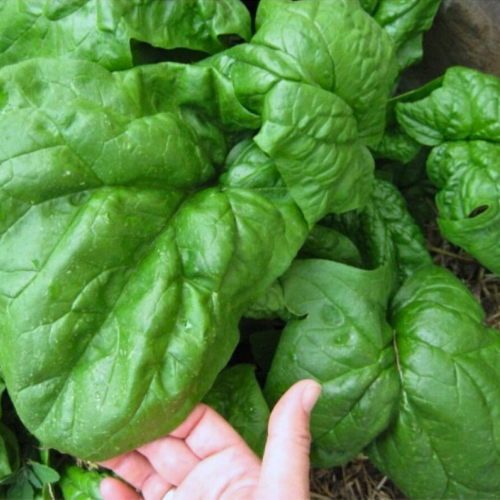 Winter Giant - Spinach Seeds | Ecoseedbank Canada