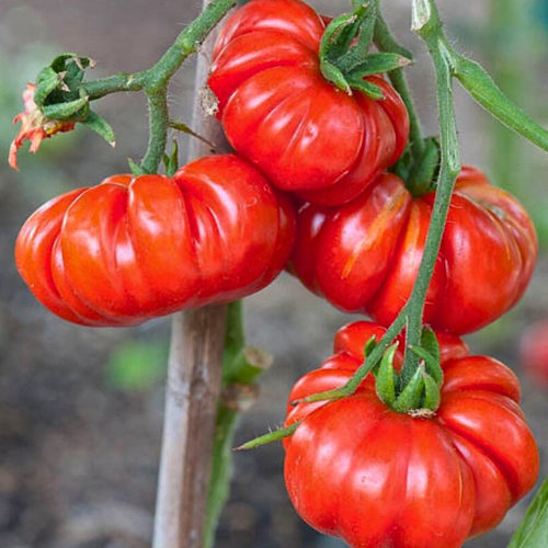Rosso Sicilian - Tomato Seeds | Ecoseedbank Canada