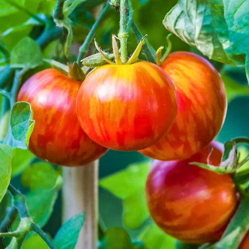 Tigerella - Tomato Seeds | Ecoseedbank Canada