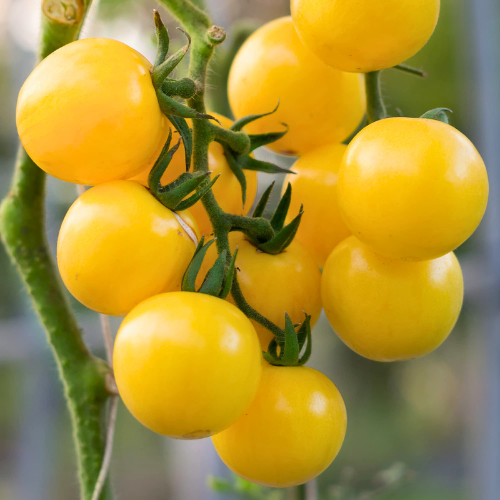 Yellow Currant - Tomato Seeds | Ecoseedbank Canada