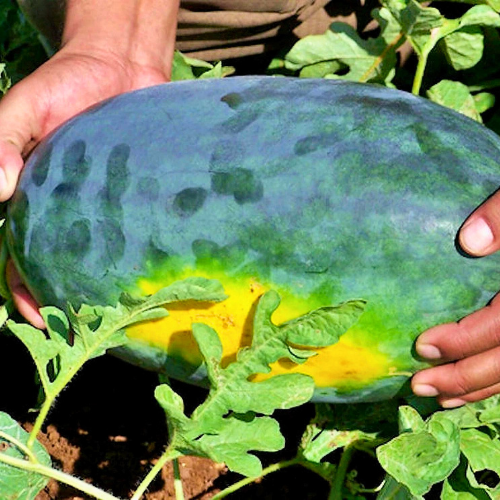 Black Diamond Yellow Belly - Watermelon Seeds | Ecoseedbank Canada