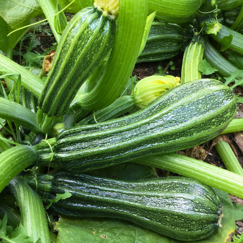 Costata Romanesco Zucchini - Squash Seeds | Ecoseedbank Canada