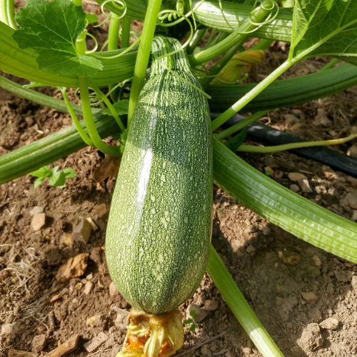 Grey Zucchini - Squash Seeds | Ecoseedbank Canada