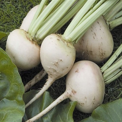 White Detroit - Beet Seeds | Ecoseedbank Canada