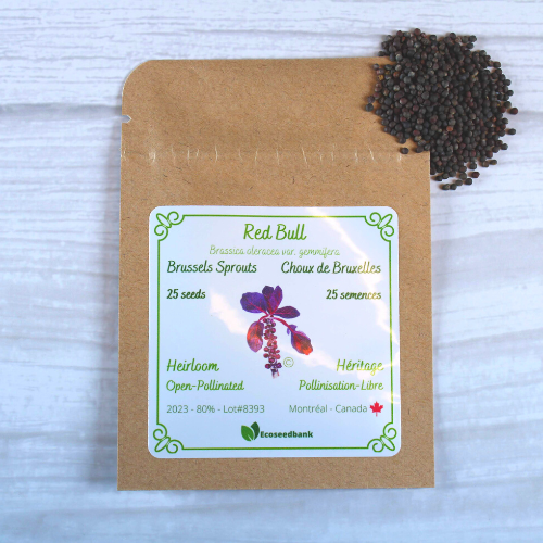 Red Bull, Brussels Sprouts Seeds | Ecoseedbank Canada