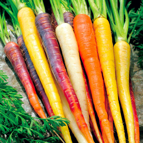 Rainbow Mix - Carrot Seeds | Ecoseedbank Canada