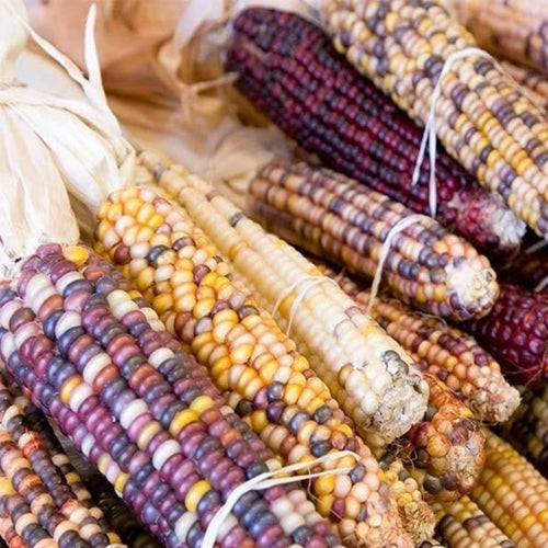 Carousel - Corn Seeds | Ecoseedbank Canada