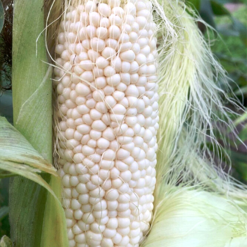 Country Gentleman - Corn Seeds | Ecoseedbank Canada