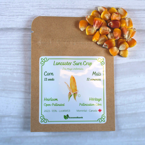 Lancaster Sure Crop - Corn Seeds | Ecoseedbank Canada