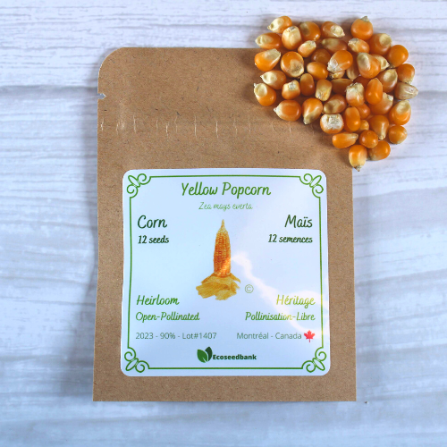 Yellow Popcorn - Corn Seeds | Ecoseedbank Canada