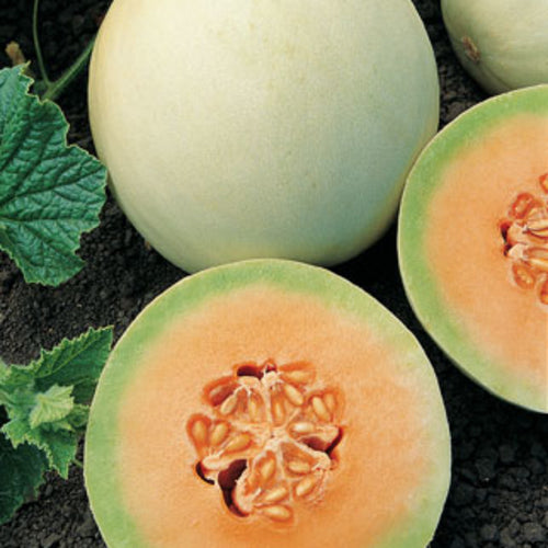 Orange Flesh - Honeydew Melon Seeds | Ecoseedbank Canada