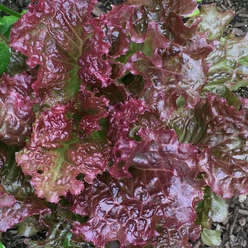 Ruby Red - Lettuce Seeds | Ecoseedbank Canada