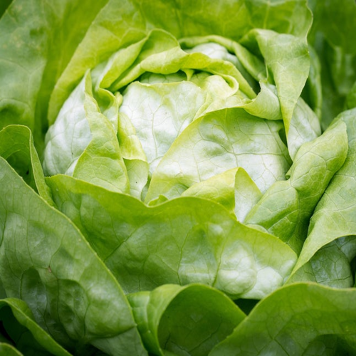 Coolguard - Lettuce Seeds | Ecoseedbank Canada