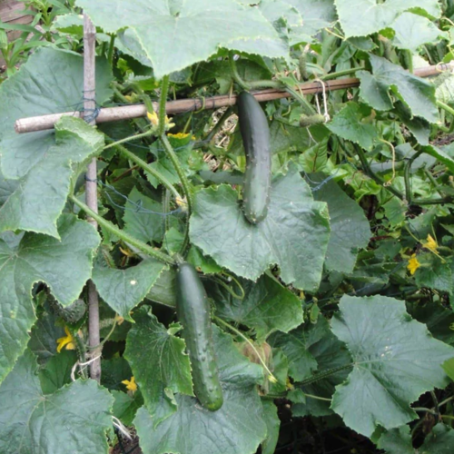 Marketer - Cucumber Seeds | Ecoseedbank Canada