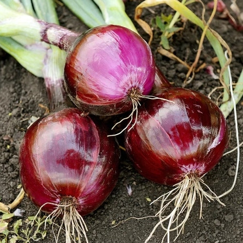 Ruby Red - Onion Seeds | Ecoseedbank Canada