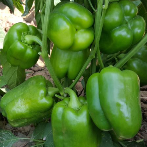 Emerald Giant - Pepper Seeds | Ecoseedbank Canada