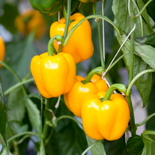 Mini Bell Yellow - Pepper Seeds | Ecoseedbank Canada