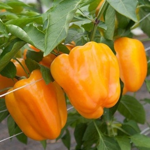 6x Pepper Seed Assortment | Ecoseedbank Canada