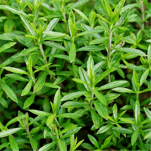 Winter - Savory Seeds | Ecoseedbank Canada