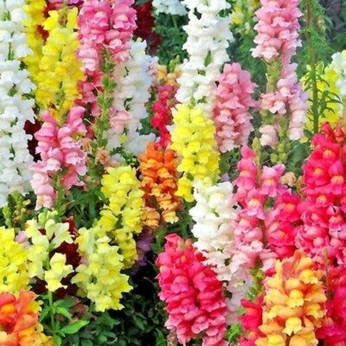 Maximum Mix - Snapdragon Seeds | Ecoseedbank Canada