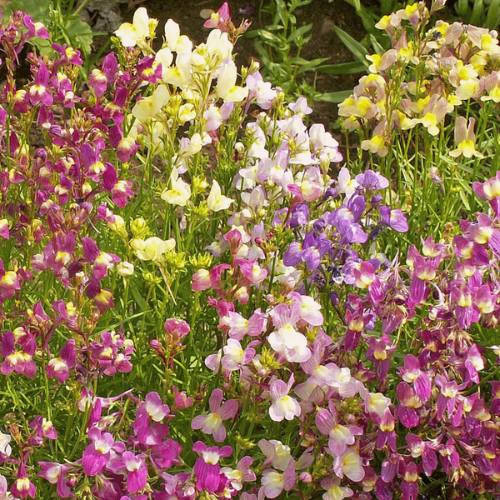 Northern Lights - Spurred Snapdragon Seeds | Ecoseedbank Canada