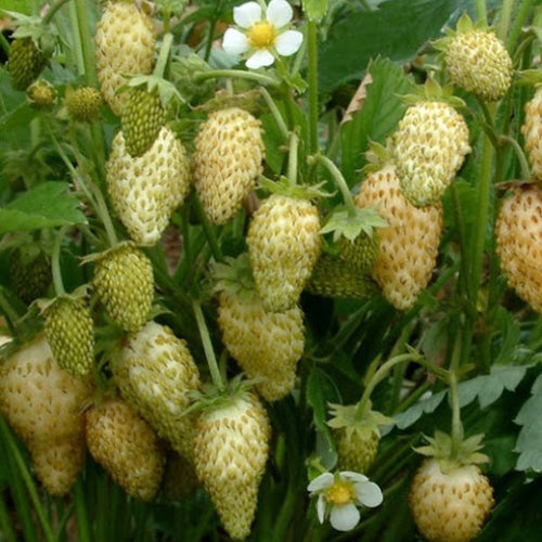 Yellow Wonder - Strawberry Seeds | Ecoseedbank Canada