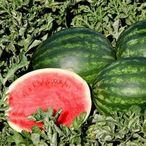 Calsweet - Watermelon Seeds | Ecoseedbank Canada